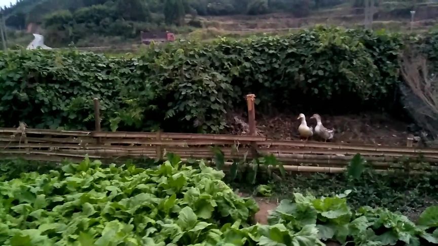 潺潺的流水养出农村正宗稻谷土鸭,小鸭成长记