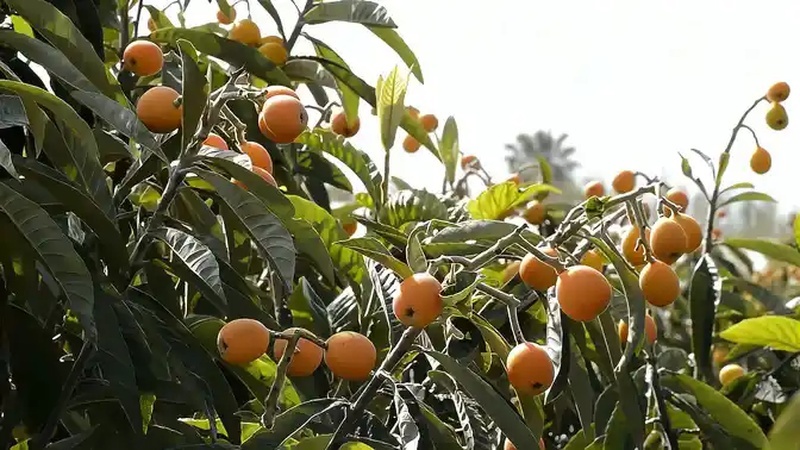宜宾市翠屏区秀才村村集体资产经营管理有限责任公司的枇杷