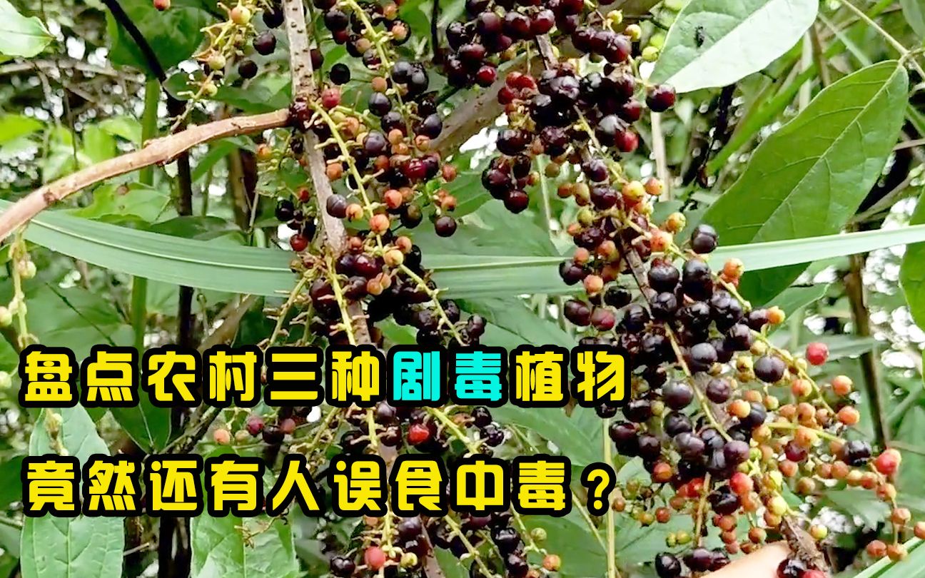 农村常见的三种植物,全都含有“剧毒”,竟然还有人误食?