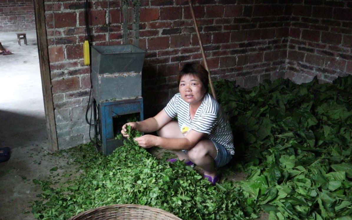 你知道桑蚕是怎么养的吗?大姐带你走进养蚕全过程,真的很辛苦
