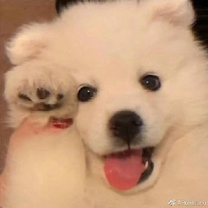 Puppy-Ball 
