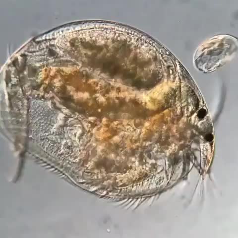 显微镜是认知微生物世界最重要的工具之一,也是培养孩子认识自然...