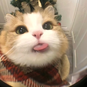 心如刀戈 
