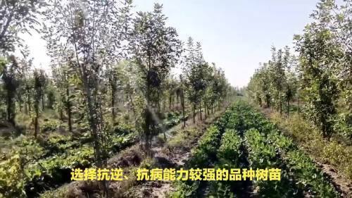 芒果树苗的种植技术,定植后一定要保持土壤湿润