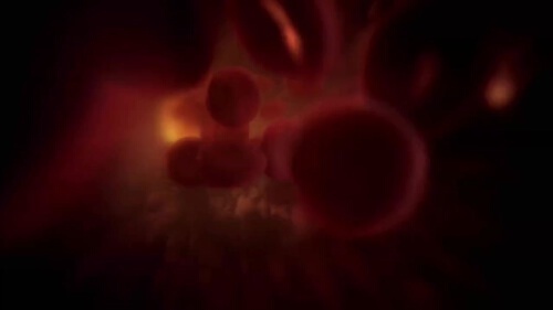 红细胞为了运输氧气舍弃了细胞核和众多细胞器--这是用生命在运输氧气