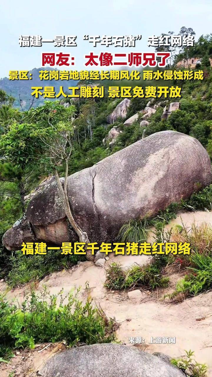 千年石猪走红网络,景区回应非人工雕刻