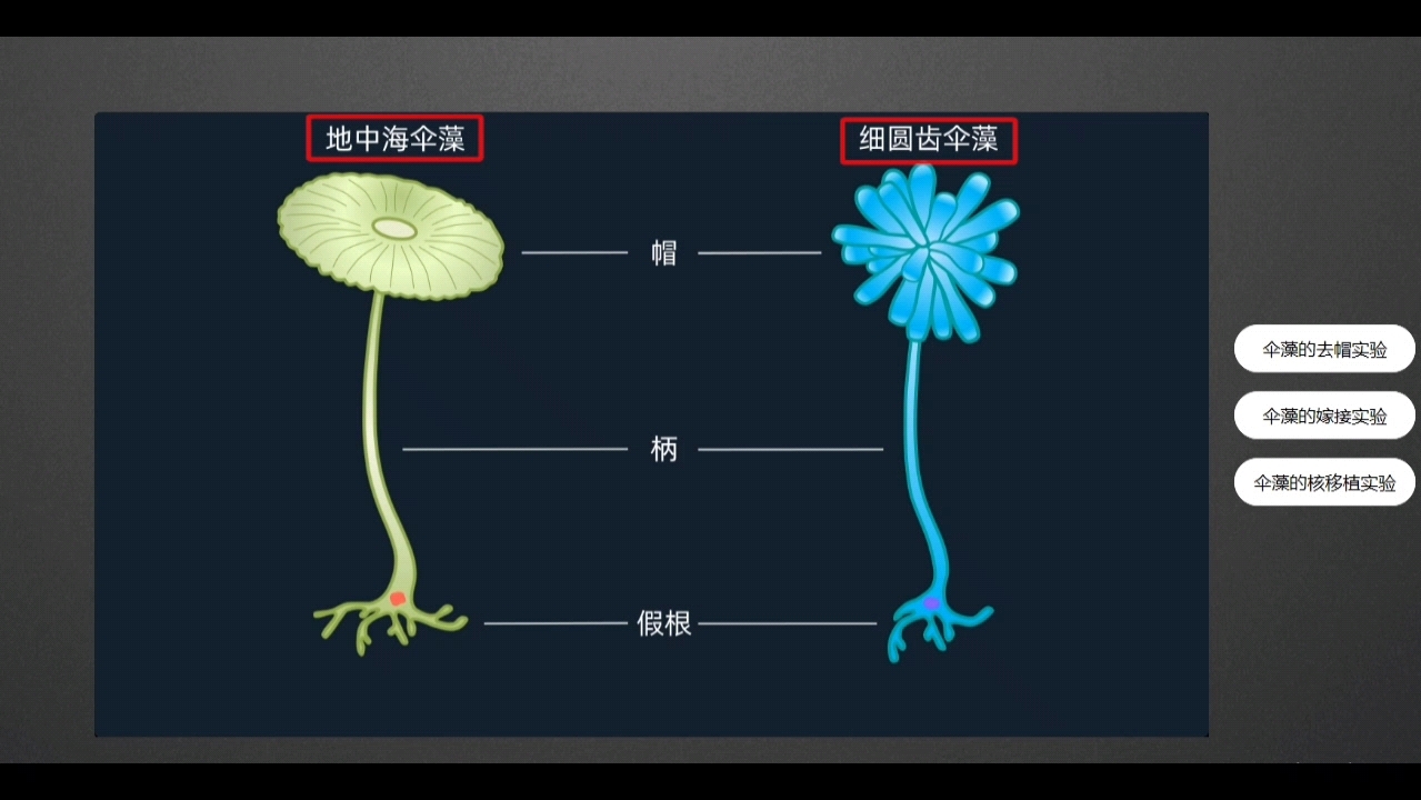 伞藻实验(去帽,嫁接,核移植实验)