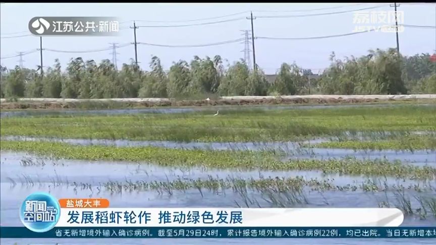 盐城大丰:发展“稻虾轮作”种养模式增产增收,推动绿色发展