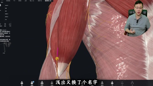 3D演示肌皮神经位置与功能