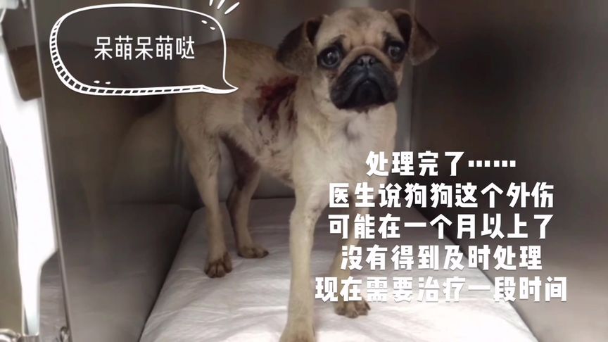 流浪动物每天都要经历什么?车祸、人打还有被有主人的狗欺负
