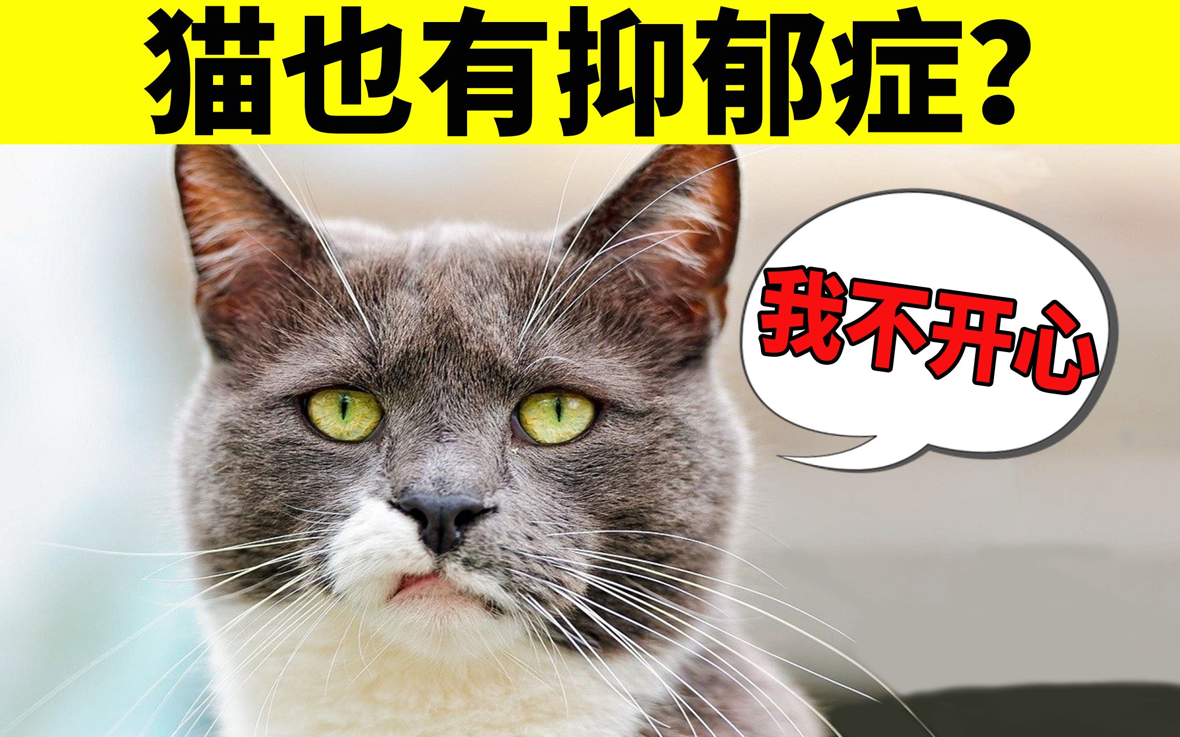猫不开心的4种判断方法,养猫的你一定要知道!