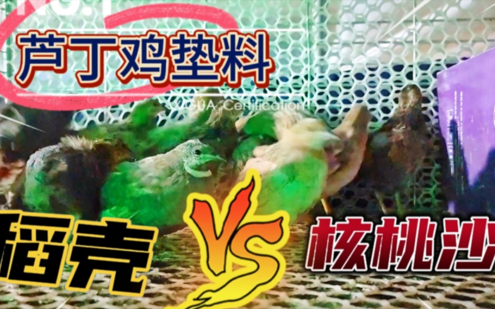 芦丁鸡养殖垫料发酵床怎样选择?稻壳核桃沙玉米芯等,哪个最好用