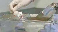梅州动物实验室建设规划事项SICOLAB