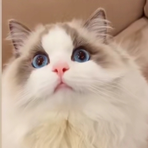 雪媚娘和小布丁 