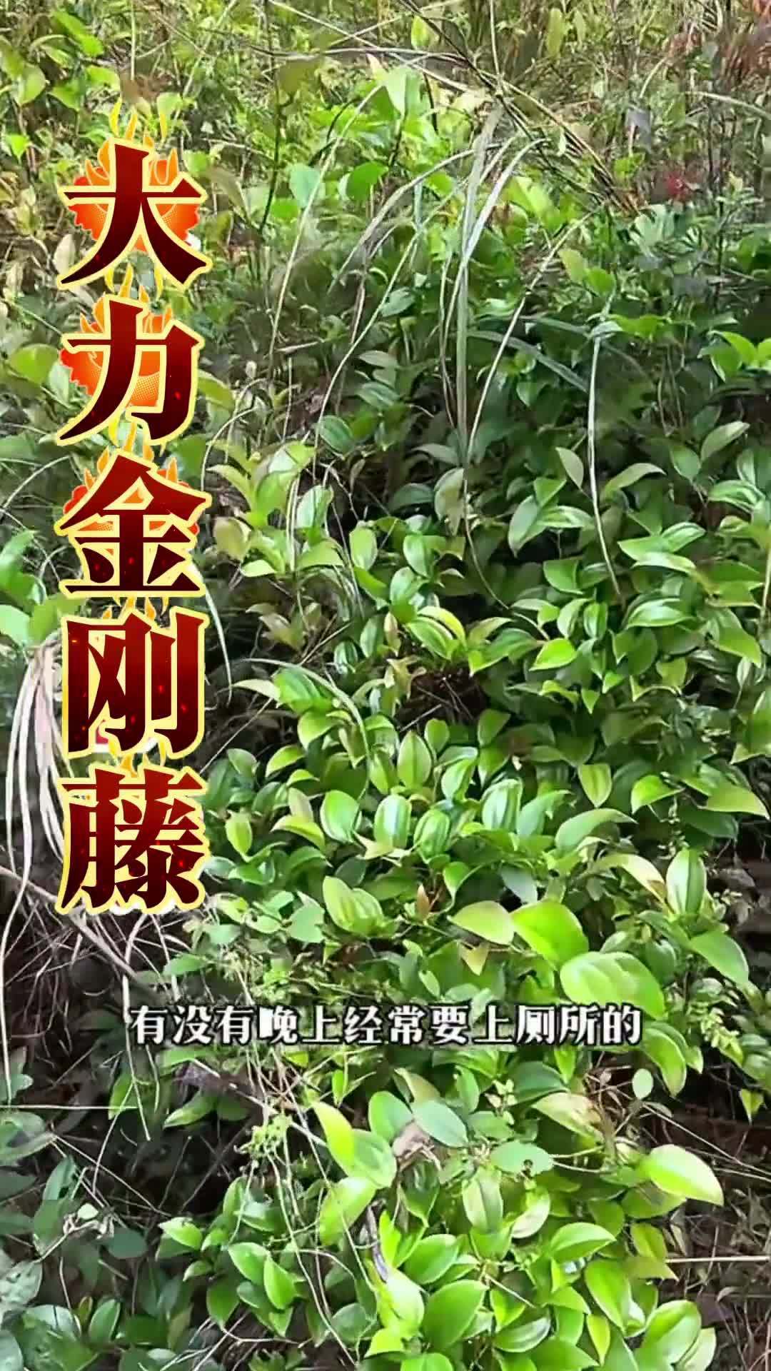 带你真正的认识金刚藤,你对它了解多少?