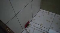 史上最残忍最血腥最暴力的红外线连续式捕鼠器