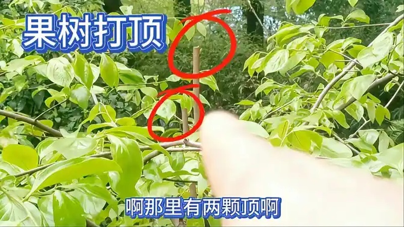 果树打顶之后会开更多花,结出更多的果实,小六现场来教大家