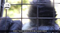 如果给猿猴足够的时间,它们能进化成人吗?结果让人不敢相信