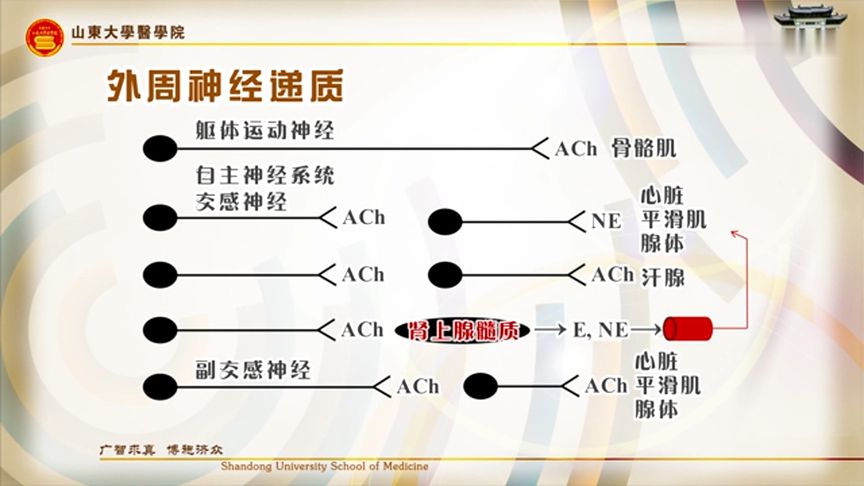 医学生理学:9.2.4神经系统概述—神经递质与受体(四)
