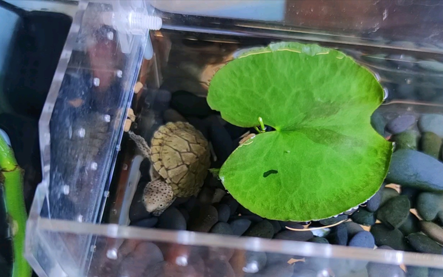 有小伙伴想看隔离盒,拍一下