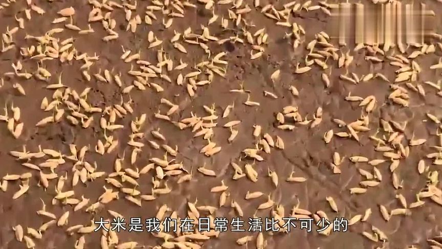 水稻的收获过程啥样?看印度的种植方法,和我们有什么区别