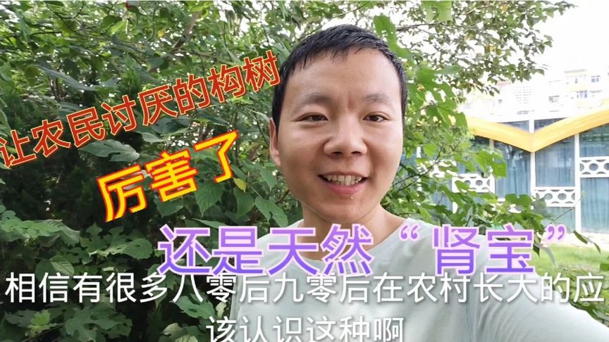 在农村常见的构树厉害了,还有这么多的用途?好多人都不知道