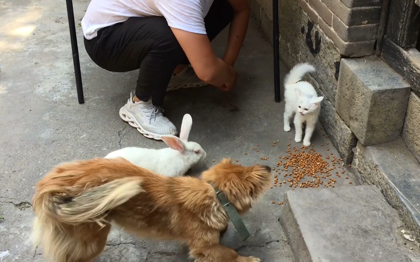 花30块钱买的波斯猫,一到家就跟狗闹矛盾,没想到这猫如此凶