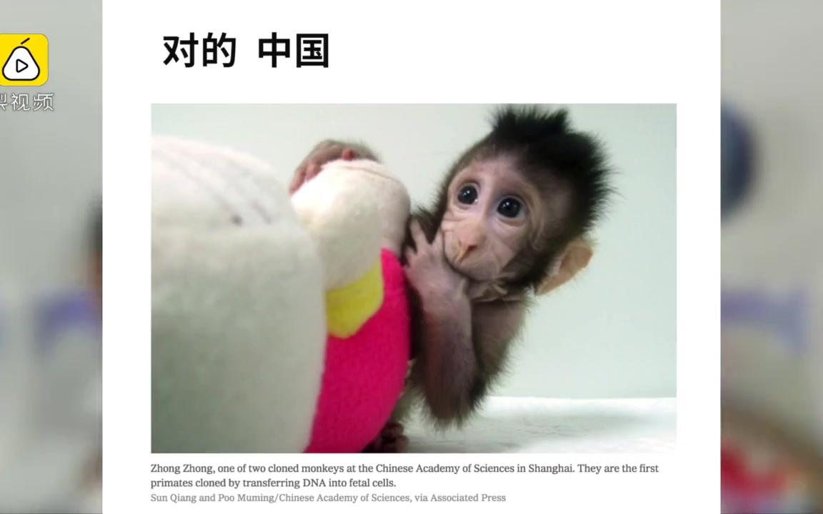 中国诞生克隆猴,迅速登上全球头条