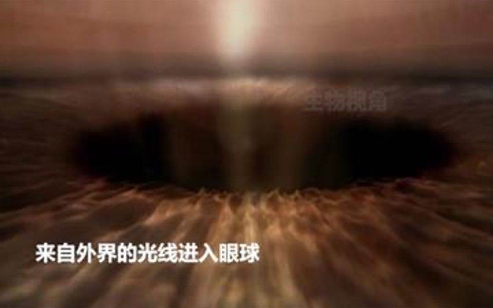 我们的眼睛是如何看到并感知画面的?这就要从细胞讲起了!