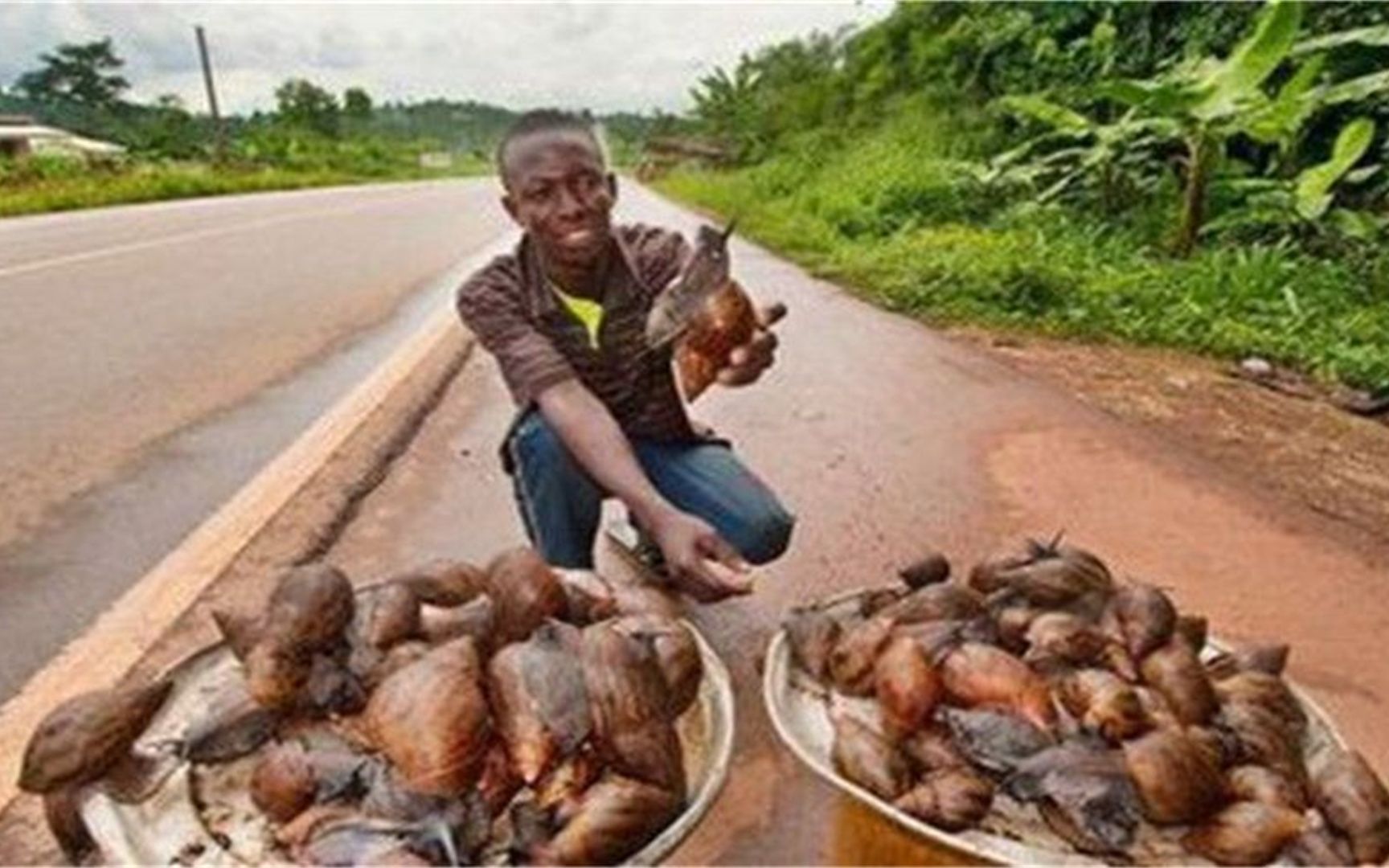 这东西中国人碰都不敢碰,在非洲却被吃到快灭绝,一年一千多万斤