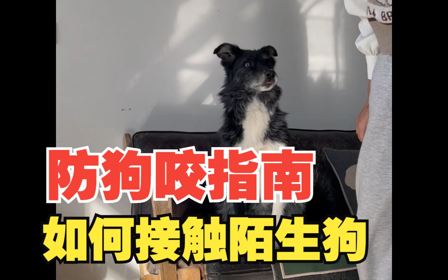 防狗咬指南-如何预防被狗咬事件再次发生