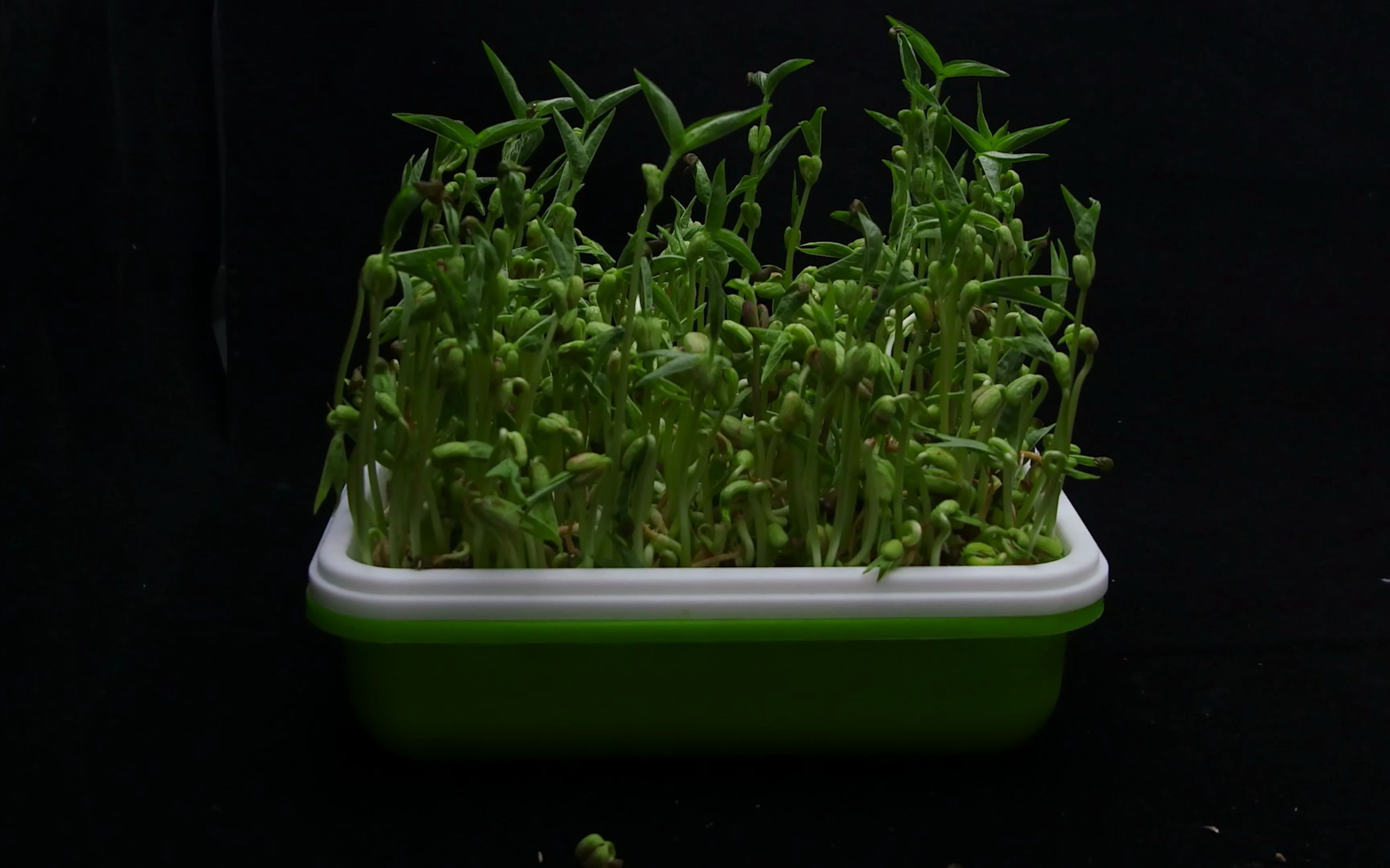 耗时7天拍摄的豆芽生长过程,他们好像在跳舞啊