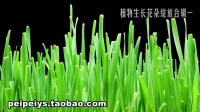高清实拍植物生长花朵绽放过程视频素材合辑
