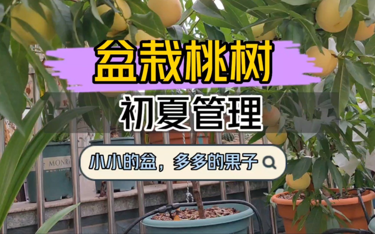 盆栽桃树也能丰产,一个小小的盆可以结多多的果子