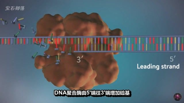 为什么DNA是双螺旋结构的