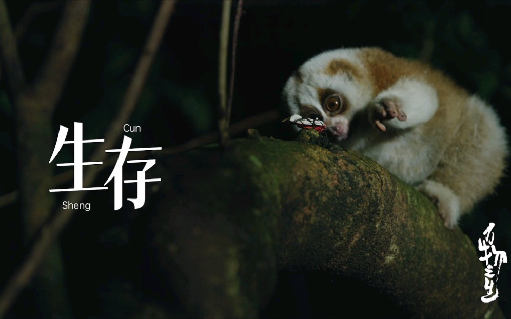 ...30,在央视9套纪录片频道首播,带您理解和读懂云南的生物多样性故事。