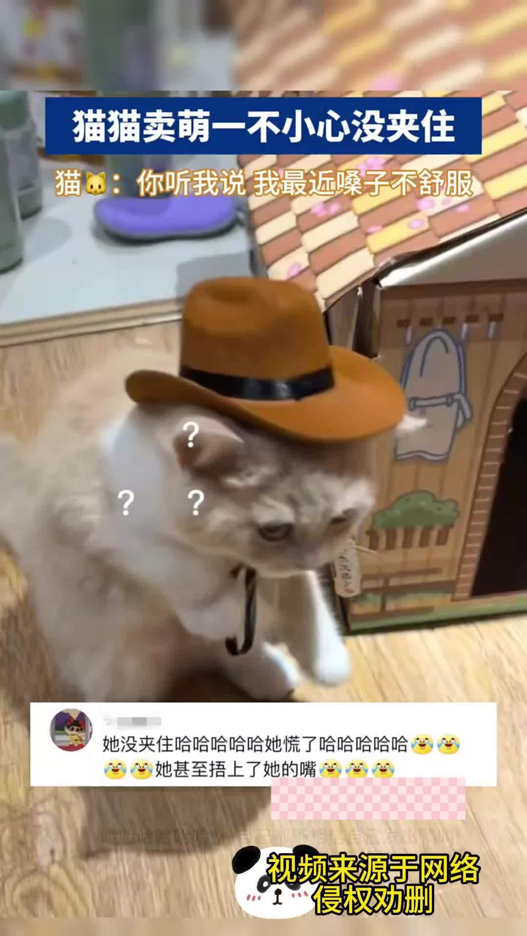 小猫撒娇卖萌,结果一不小心没夹住原形毕露