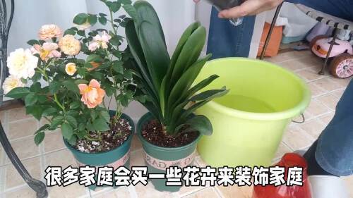 新花到家先别急着浇水!老胡教你正确消毒法,养一盆活一盆