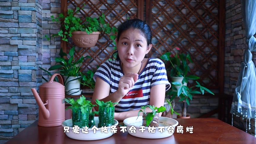 养花这样扦插,插啥活啥,再也不买花!