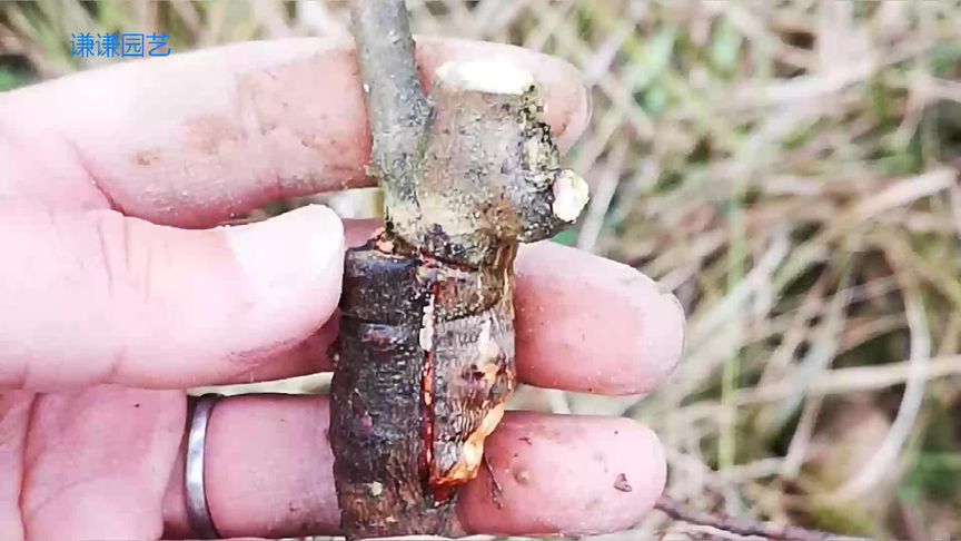 嫁接时,愈伤组织是什么?这个膨胀起来的部分就是愈伤组织