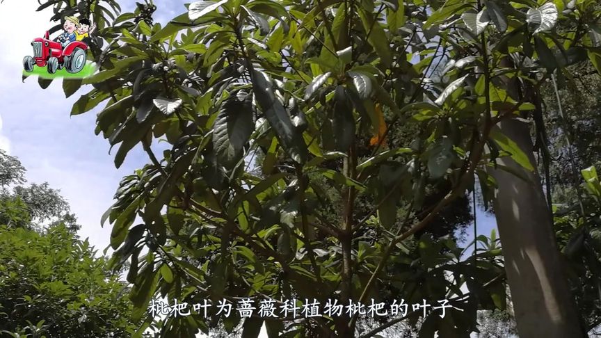 枇杷叶原来还有这大的功效,没看过,你还真的不知道!