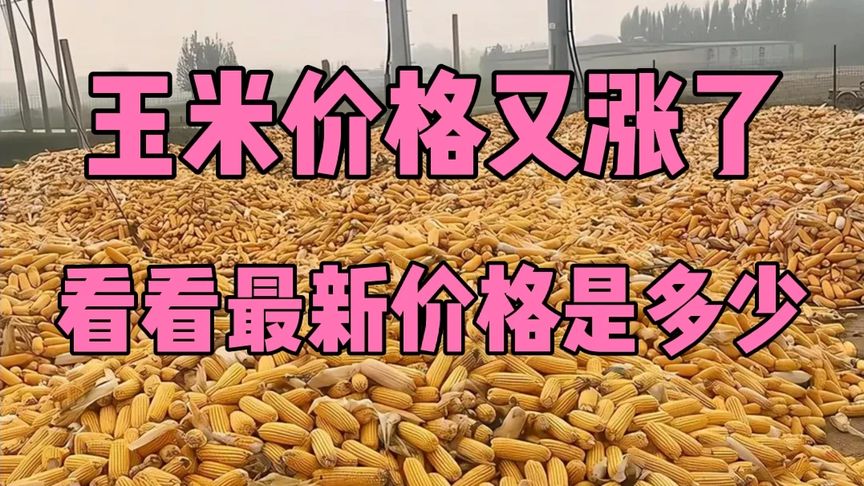 玉米价格又涨了,看看最新收购价格多少钱一斤?听粮站老板怎么说