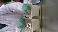 浙中大小鼠取血实验