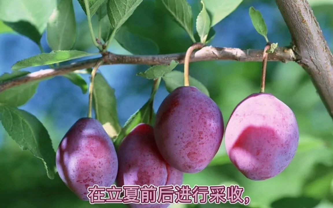 此乌梅非彼乌梅