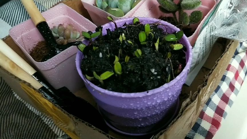 向日葵生长日记