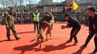 农民组织新春斗狗比赛, 猛犬撕咬场面激烈, 数百人围观