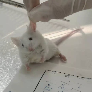医学底层 
