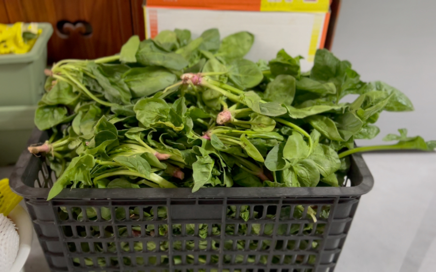 我兴致勃勃的拍摄了菠菜从田地到速冻半成品的过程,劳作的艰辛我...