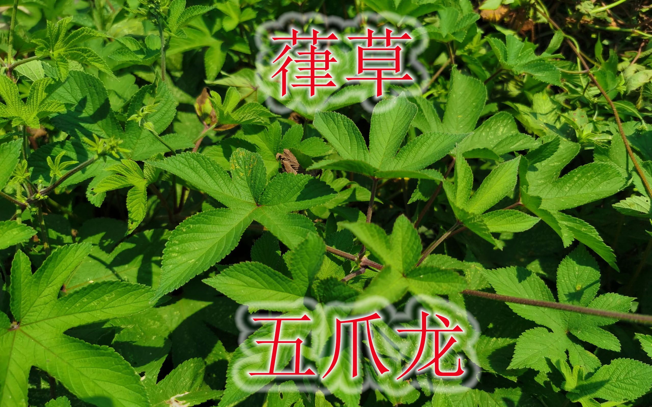 农村五爪龙被称为“止痒草”,植物3点妙用之处,懂它的人当宝
