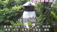 实拍:果蝇诱捕器使用方法!农民的好帮手!